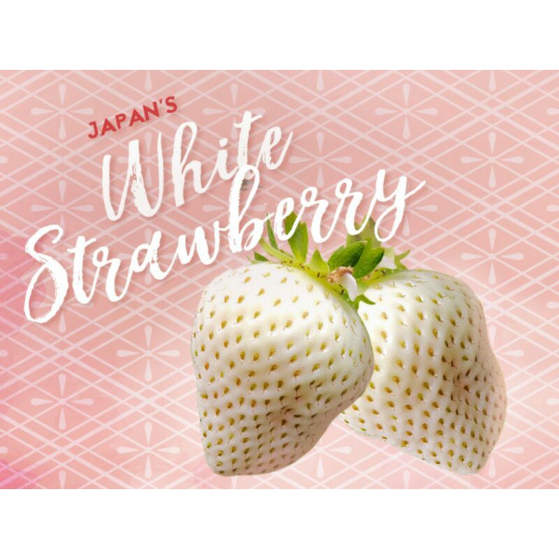 🔥JAPAN NO.1🔥100PCS/50PCS JAPANESE WHITE STRAWBERRY SEEDS / Biji Benih ...