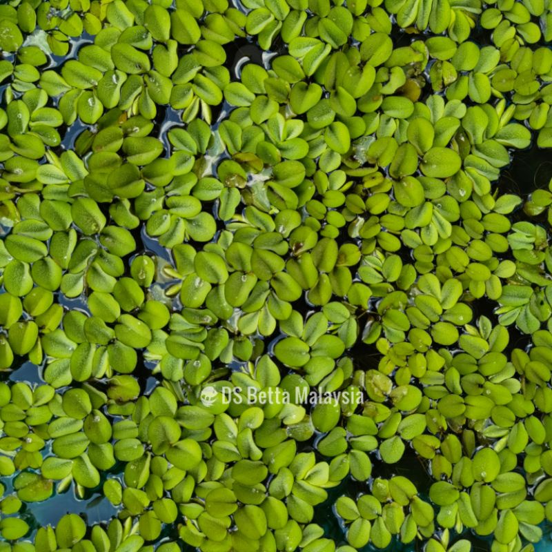 Pokok air hidup Salvinia natans floating plants, pokok air lipan ...