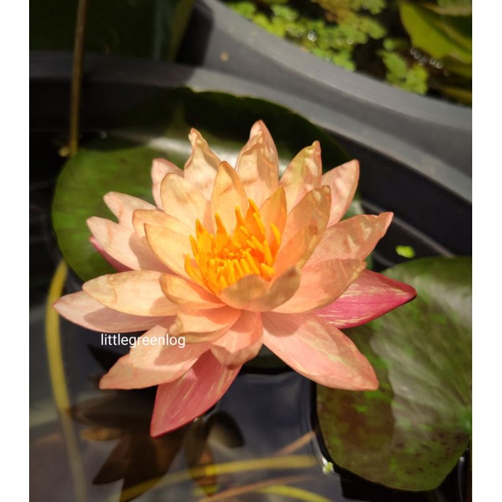 Wanvisa hardy Water lily (Pokok Bunga Telepok, 万薇莎寒带睡莲) | Shopee Malaysia
