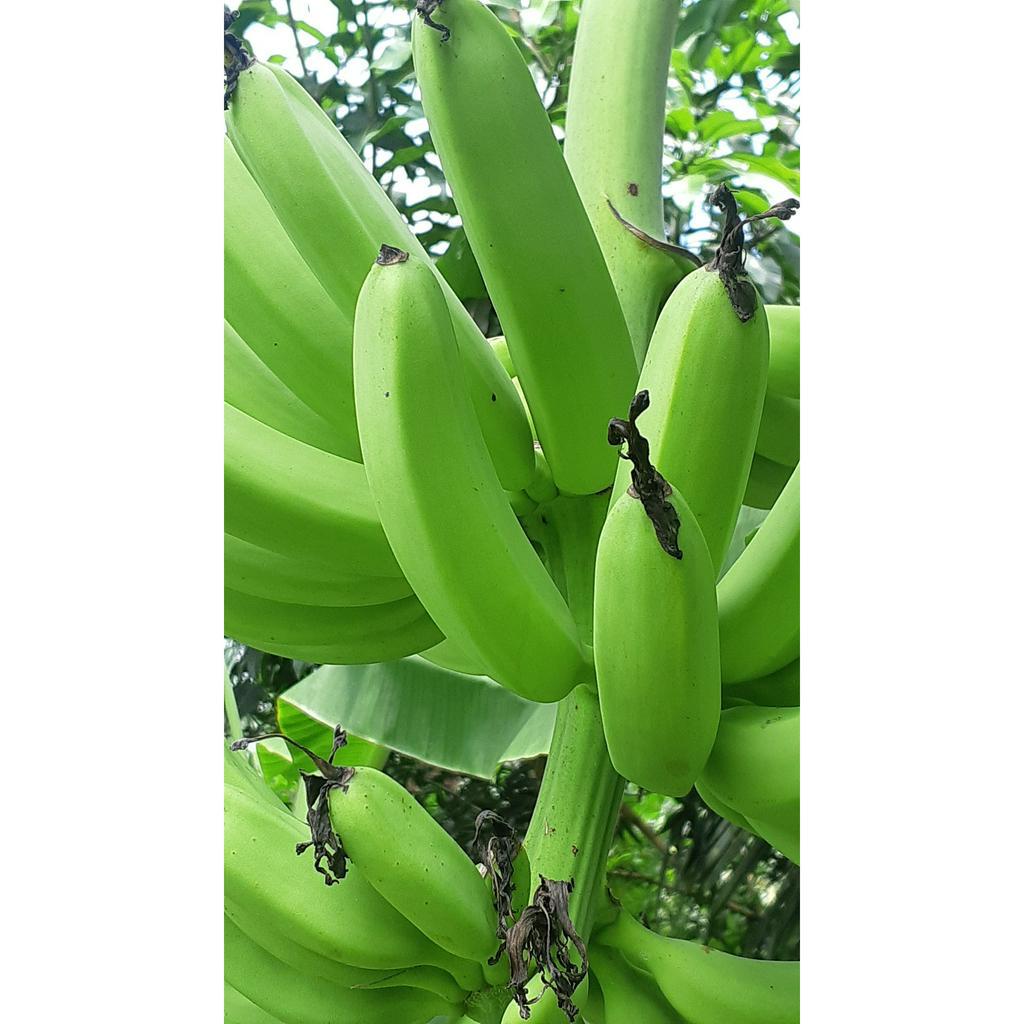 Sulur benih pokok pisang TOMAN | Shopee Malaysia