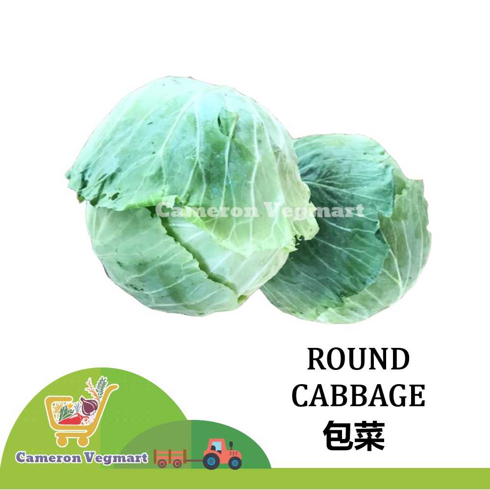 Cameron Cabbage / Cameron Kobis Bulat 金马伦新鲜包菜 Sayur Segar | Shopee Malaysia