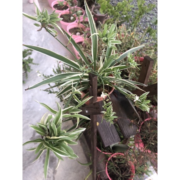 🍃🍃 BUY 1 FREE 1 🍃🍃 Spider Plant. Anak Pokok labah labah beserta akar ...