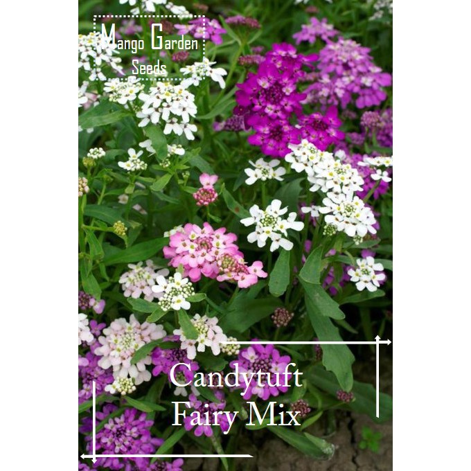 *Dwarf* Candytuft Fairy Mix Flower Seeds - 100 seed *Pot Friendly ...