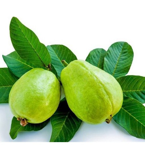 Anak pokok Jambu batu seedless cepat berbuah-Fruit Nursery Malaysia ...