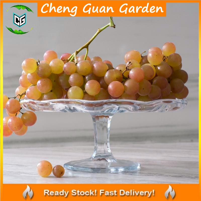 Anak Pokok Anggur Golden Muscat Grape Pokok Premium Pokok Stabil ...