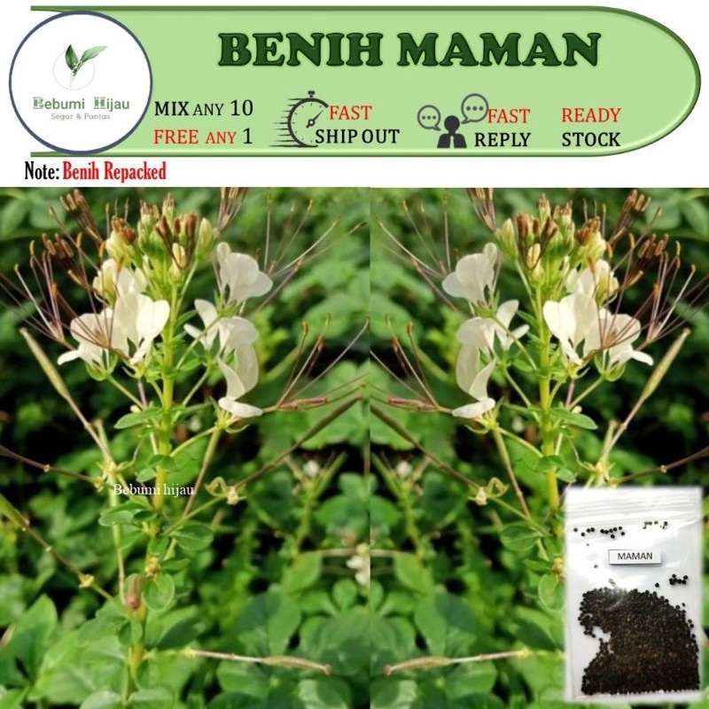 200++ Biji benih pokok MAMAN bunga putih anggaran 0.4-0.5 gram seeds ...