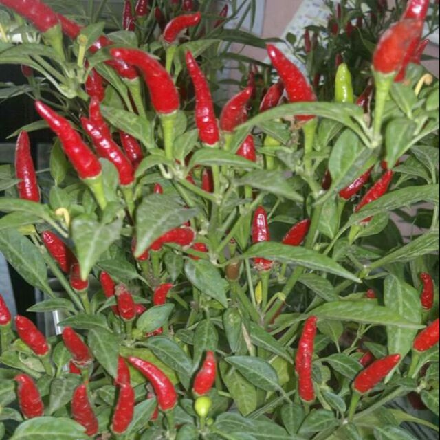 3Qs Garden Heirloom Seeds: Fiery Birds Eye / Cabai Buruung Pedas / Cili ...