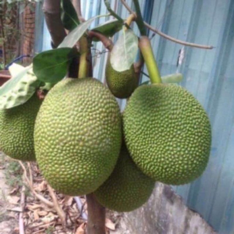 Cempedak Durian Hybrid(Pokok Cempedak Durian) | Shopee Malaysia