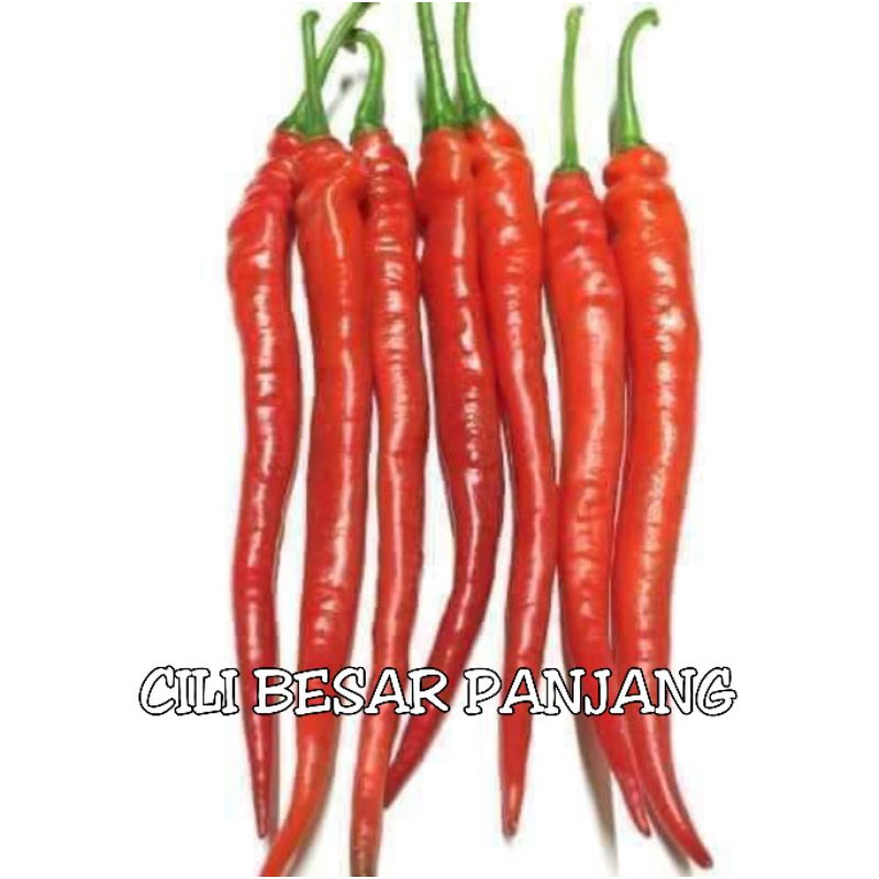 Benih Cili Besar/Kulai Panjang 20cm | Shopee Malaysia