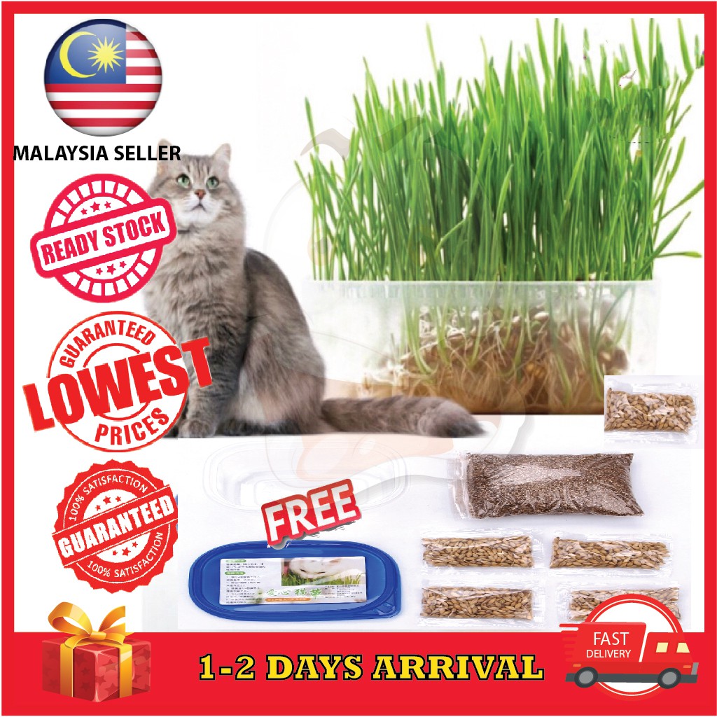 [1 set] Biji Benih Rumput Kucing Pet grass Wheatgrass Seed Plants Ready ...