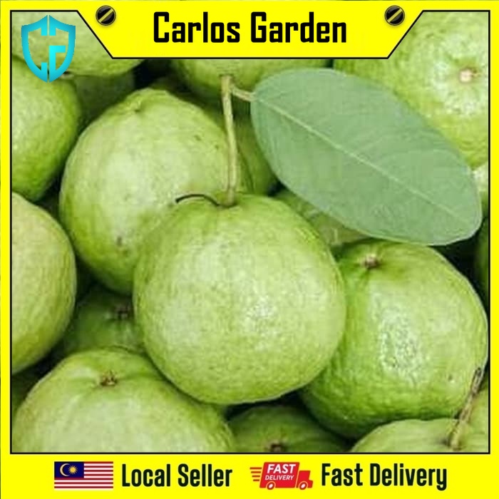 Anak Pokok Jambu Batu Vietnam Buah Besar Seedless Pokok Stabil Senang ...