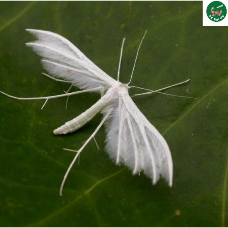 DIPEL ES Racun Serangga Rama-Rama Plume (Plume Moth) Berguna melindungi ...