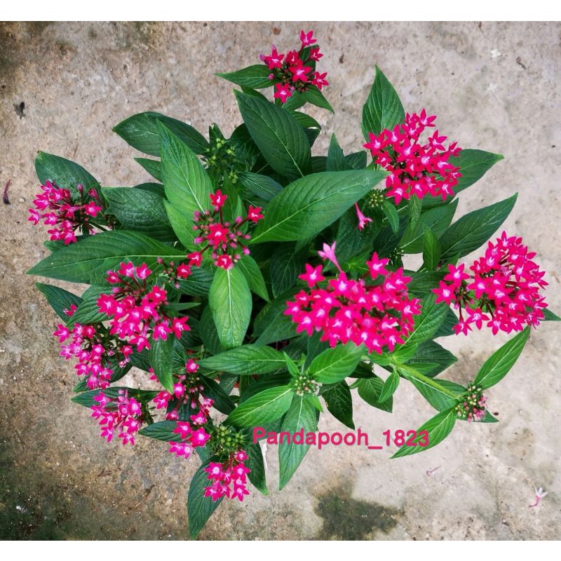 ANAK POKOK BUNGA PENTAS LANCEOLATA MERAH PINK POKOK HIDUP LIVE PLANT ...