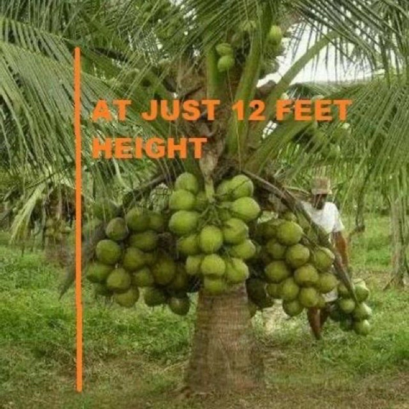 Anak pokok Kelapa tacunan baka Philippine pokok rendah cepat berbuah ...