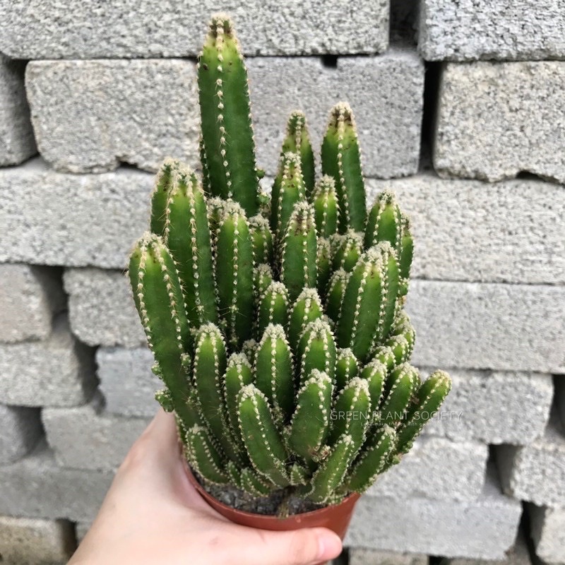 GPS Green Plant Society Real Live Cactus Cereus cv. Fairy Castle万重山 ...