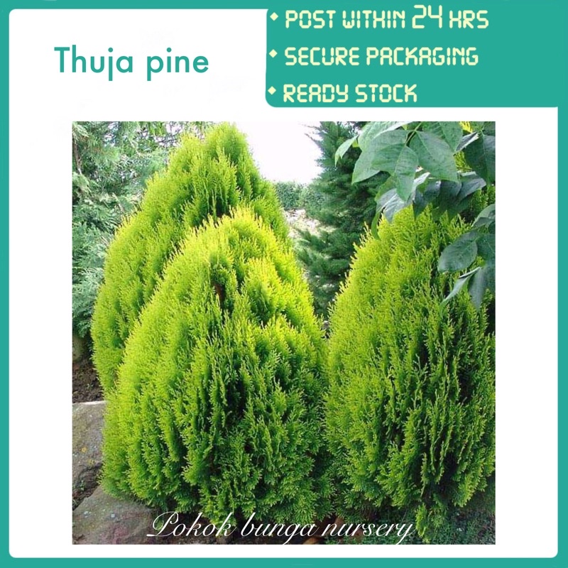 PBN - thuja pine - pokok bunga nursery oriental arbor vitae Chinese ...