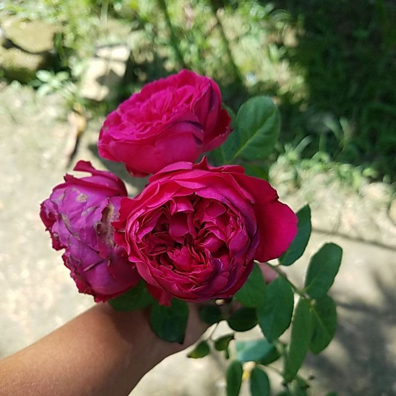 1 pokok Bunga Rose Ros Merah Hati Kelopak Mangkuk | Shopee Malaysia