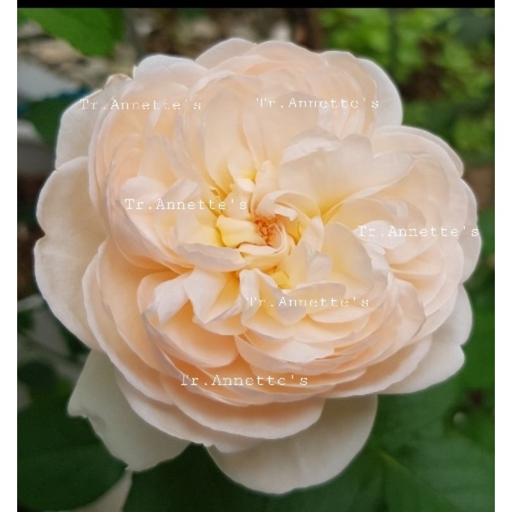 HEAT TOLERANT Rose Cuttings/Keratan Ros TAHAN PANAS/ 热带玫瑰花枝条 👑 THAI SERIES 👑 | Shopee Malaysia