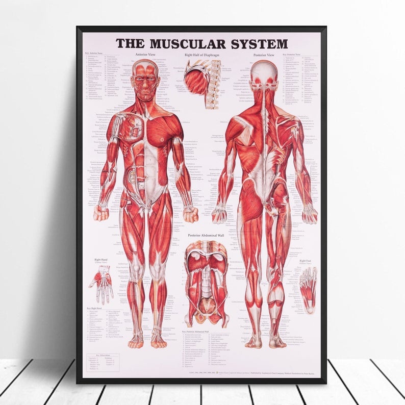 Frameless Home Decoration The Human Muscular Anatomy System Canvas ...