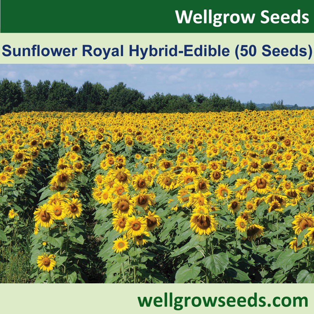 Sunflower Royal Hybrid F1 1121 (50 seeds) (Edible) 太阳花种子 向日葵 太阳花 食用 ...