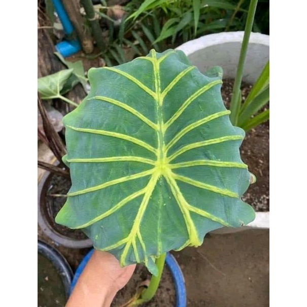 Colocasia Golden Queen Mask Murah Dan Available | Shopee Malaysia
