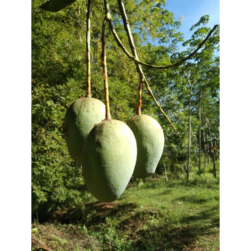 Buah Kuinin sekilo rm10 | Shopee Malaysia