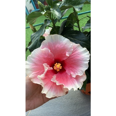 Bunga Raya Hybrid / Hibiscus | Shopee Malaysia