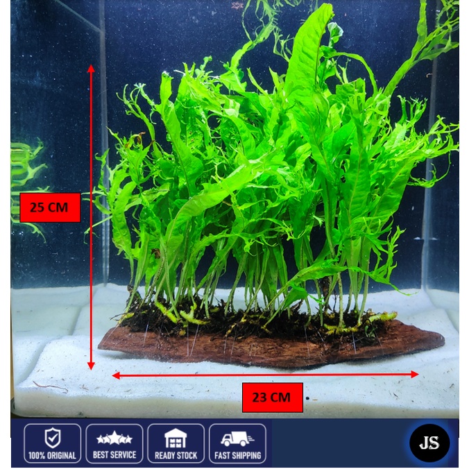 🔥Buy 3 Free 1🔥Anubias, Windelov & Java Fern Aquatic Live Plant (Anubias ...