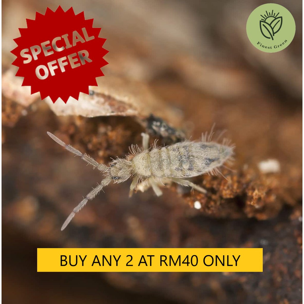 Springtail 100% Pest Free Culture (terrarium clean-up crew) | Shopee ...