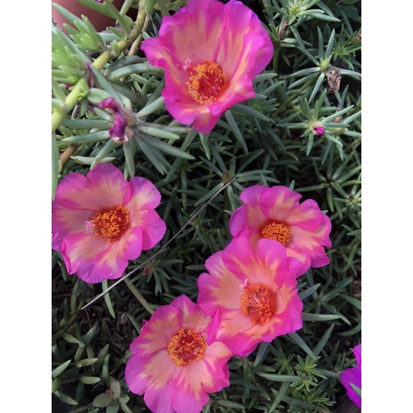 Bunga ros Jepun jenis grandi. Pilihan. 5 keratan rm2. | Shopee Malaysia