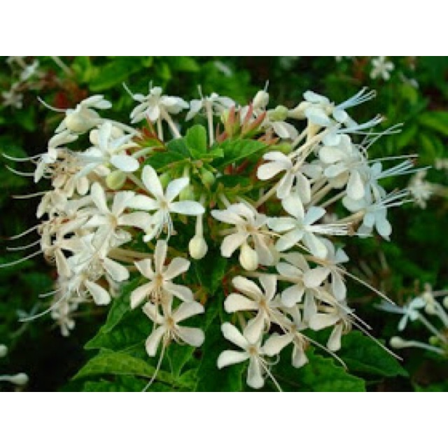 Pokok bunga wangi kembang bugang clerodendrum calamitosum L | Shopee ...