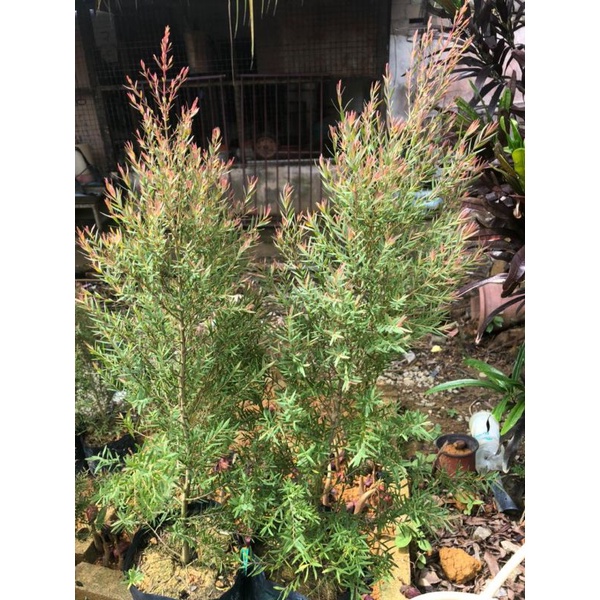 POKOK RHU WANGI (DAUN WANGI) | Shopee Malaysia