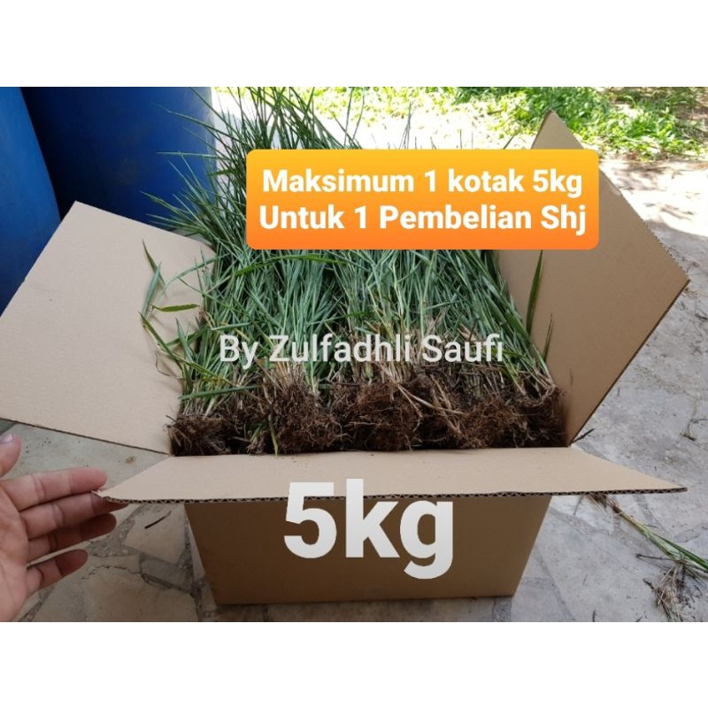 Benih Rumput Minyak 5kg (Arnab, Kambing, Biri2, Lembu) | Shopee Malaysia