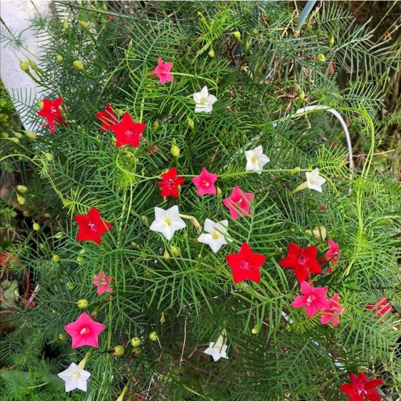 20 Biji Benih Cypress Vine | Bunga Bintang Lima | Bunga Tulang Ikan ...