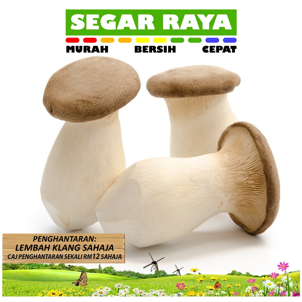 CENDAWAN Tiram Raja / Mushroom King Oysters (3pcs) SEGAR RAYA | Shopee ...