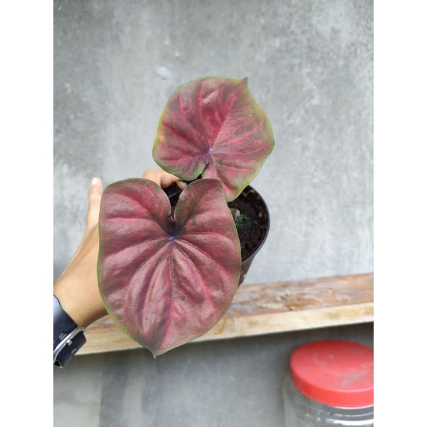 Pokok Keladi Caladium Pokok Hiasan Real Plant | Shopee Malaysia