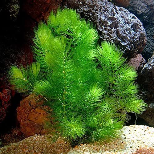 Hornwort (Live Aquarium plant) | Shopee Malaysia