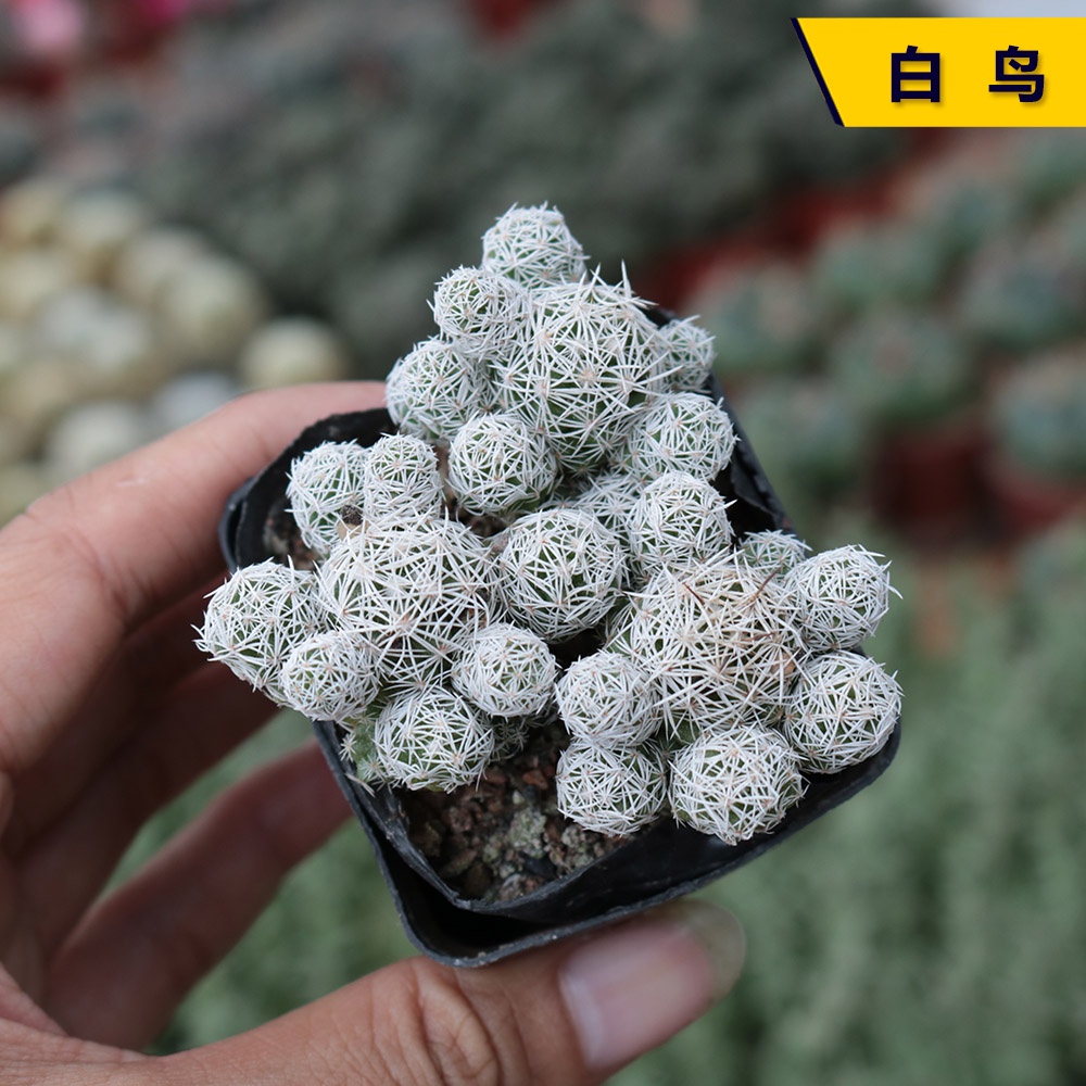 【Easy to bloom】Cactus White Bird Cactus Flowering Succulent Plant ...