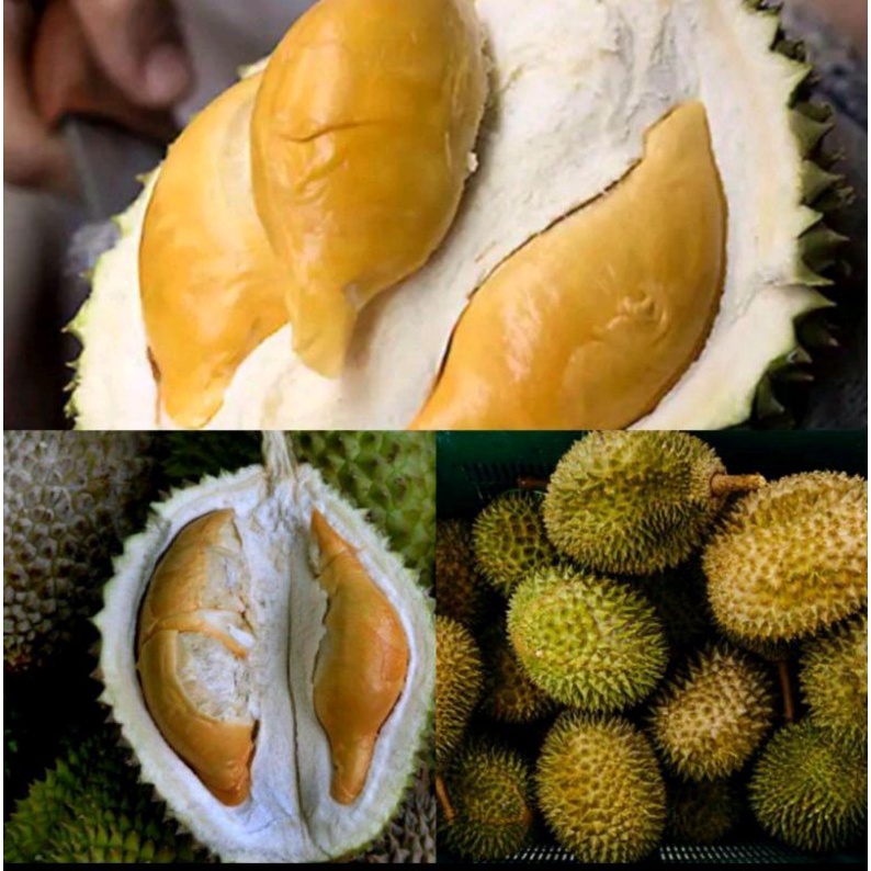 D123 Pokok Thai Durian Chanee 🌱🔥泰国榴莲青尼树苗D123 🌱 | Shopee Malaysia