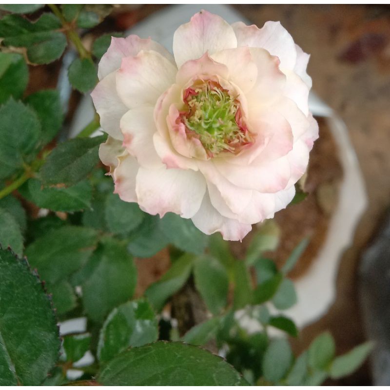 Rose Thai Bunga Kecil Comel (Warna Pelbagai warna) | Shopee Malaysia