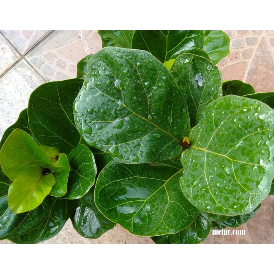 ANOR - Fiddle Leaf Fig (Ficus lyrata) | Shopee Malaysia