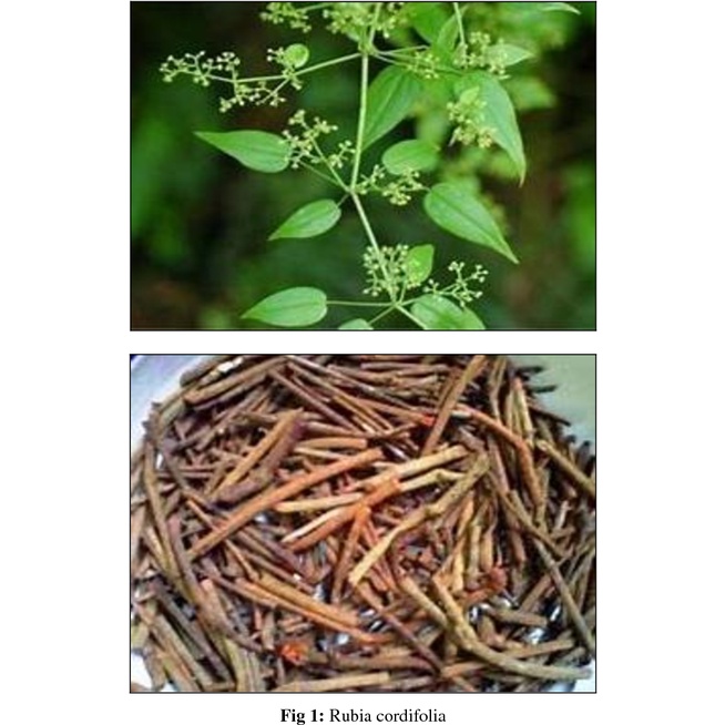 manjistha root/powder (rubia cordifolia) indian madder 茜草 Fovvah ...