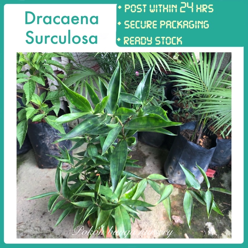 PBN - dracaena surculosa - anak pokok bunga nursery japanese bamboo ...