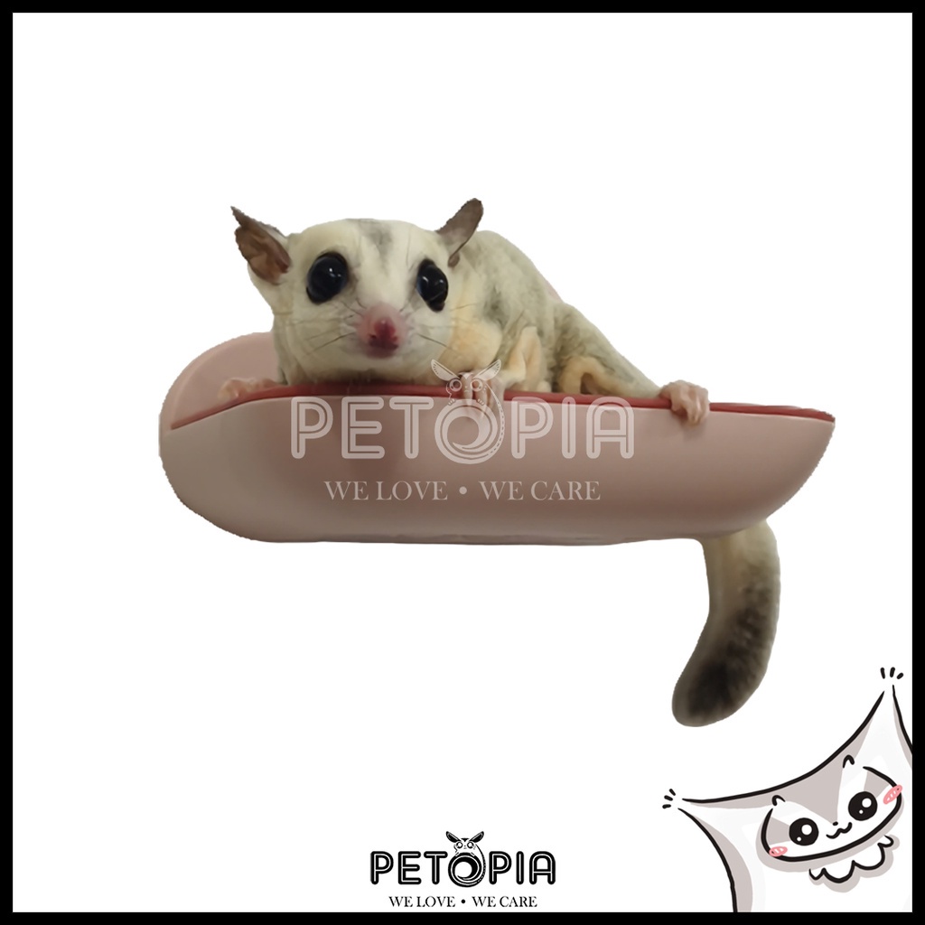 Exercise Gliding Platform [Cloud Design] | PETOPIA Sugar Glider Exercise Toy | Shopee Malaysia