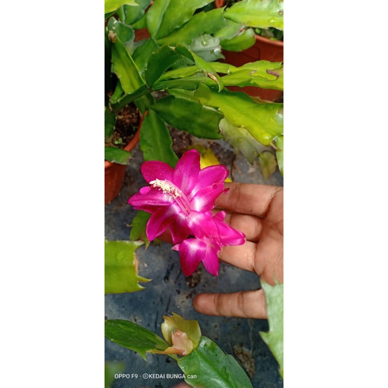 BAKAWALI KETAM(christmas cactus) | Shopee Malaysia
