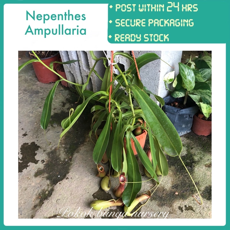 PBN - nepenthes ampullaria - pokok bunga nursery periuk kera narrow-lid ...