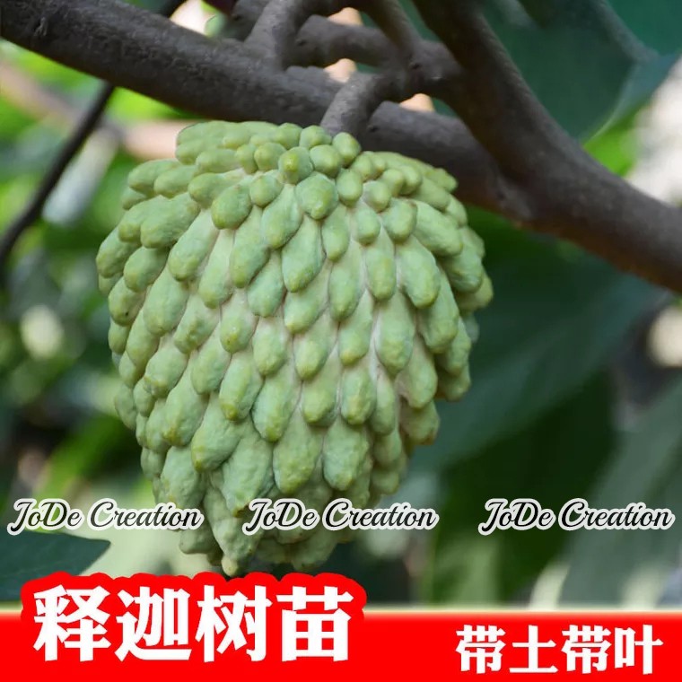Pokok Buah Nona / Sugar Apple Tree / 释迦果 番荔枝树苗 | Shopee Malaysia