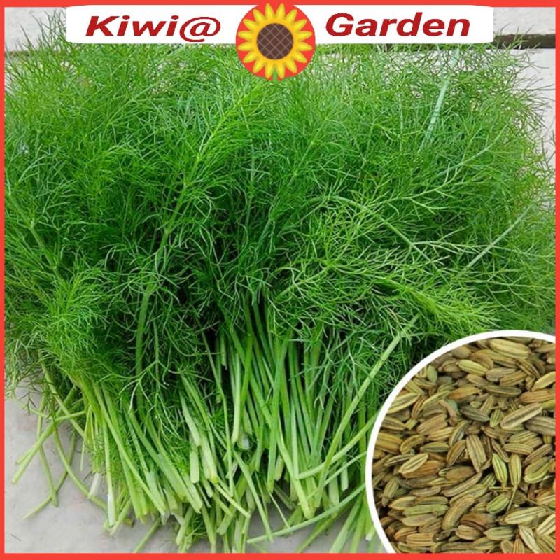 L12 Fennel Seeds (200+/-) Biji Benih Sayur Adas / Jintan Manis 茴香种子 ...