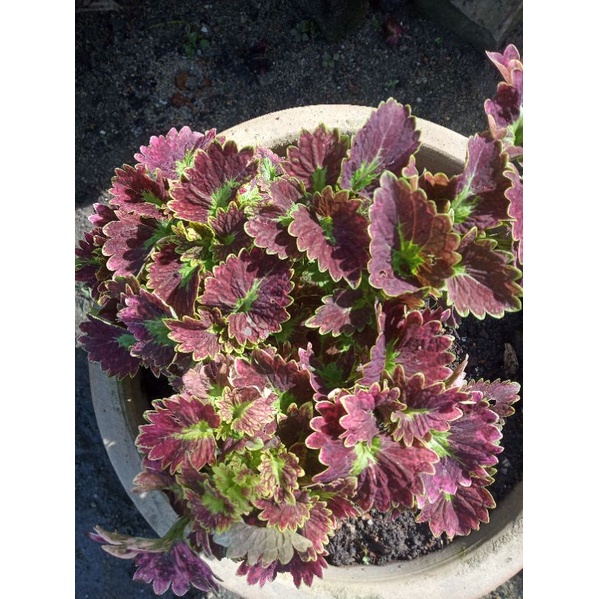 Fresh stem Ati-Ati tree/Keratan pokok Ati-Ati segar_3 jenis pokok ...