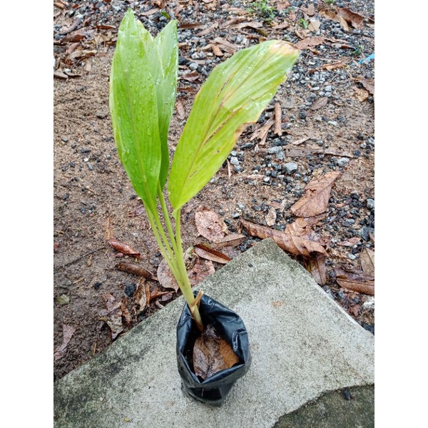 pokok temu pauh (ulam) | Shopee Malaysia